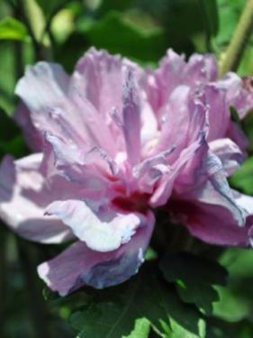 Althea Double Purple | Rose of Sharon | Plant Me Green