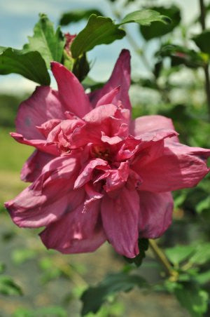 Althea Double Red | Rose of Sharon | Plant Me Green