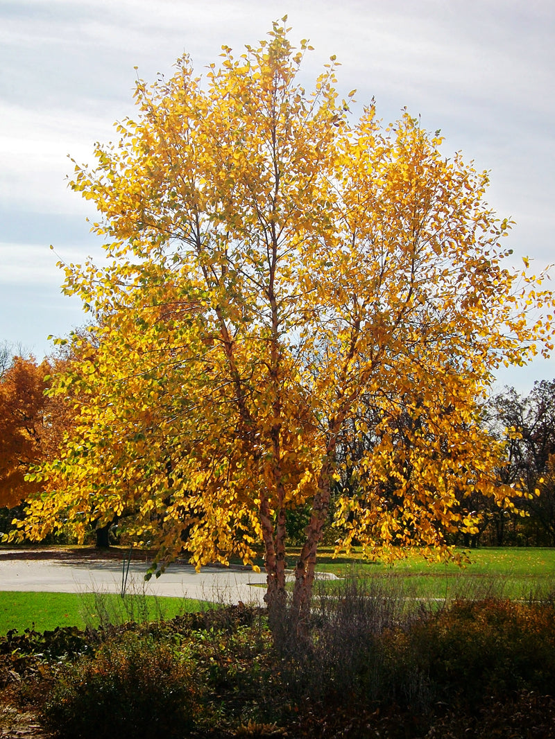 River Birch Deciduous Tree | Fast Growing Popular Landscape