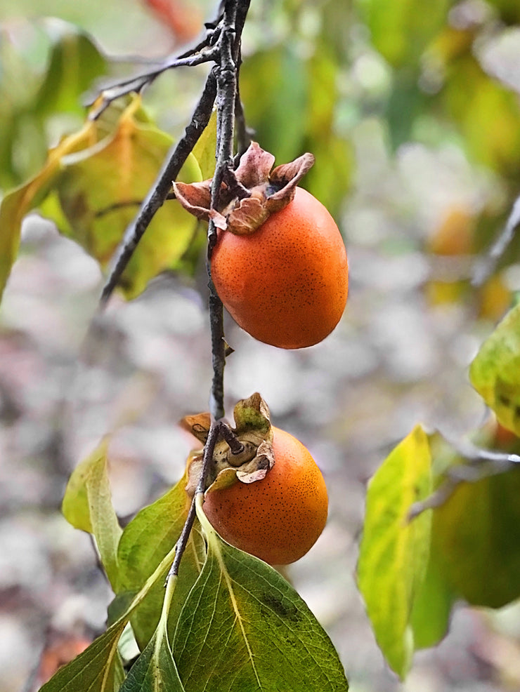 Persimmons Planting Guide – Plant Me Green