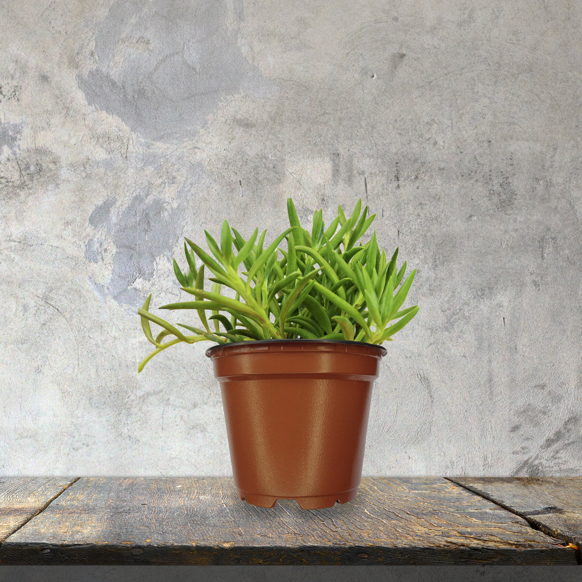 Senecio Radicans 'String of Fish Hooks'