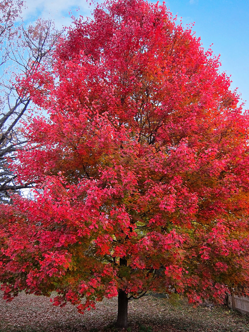 Maple - Sun Valley – Plant Me Green