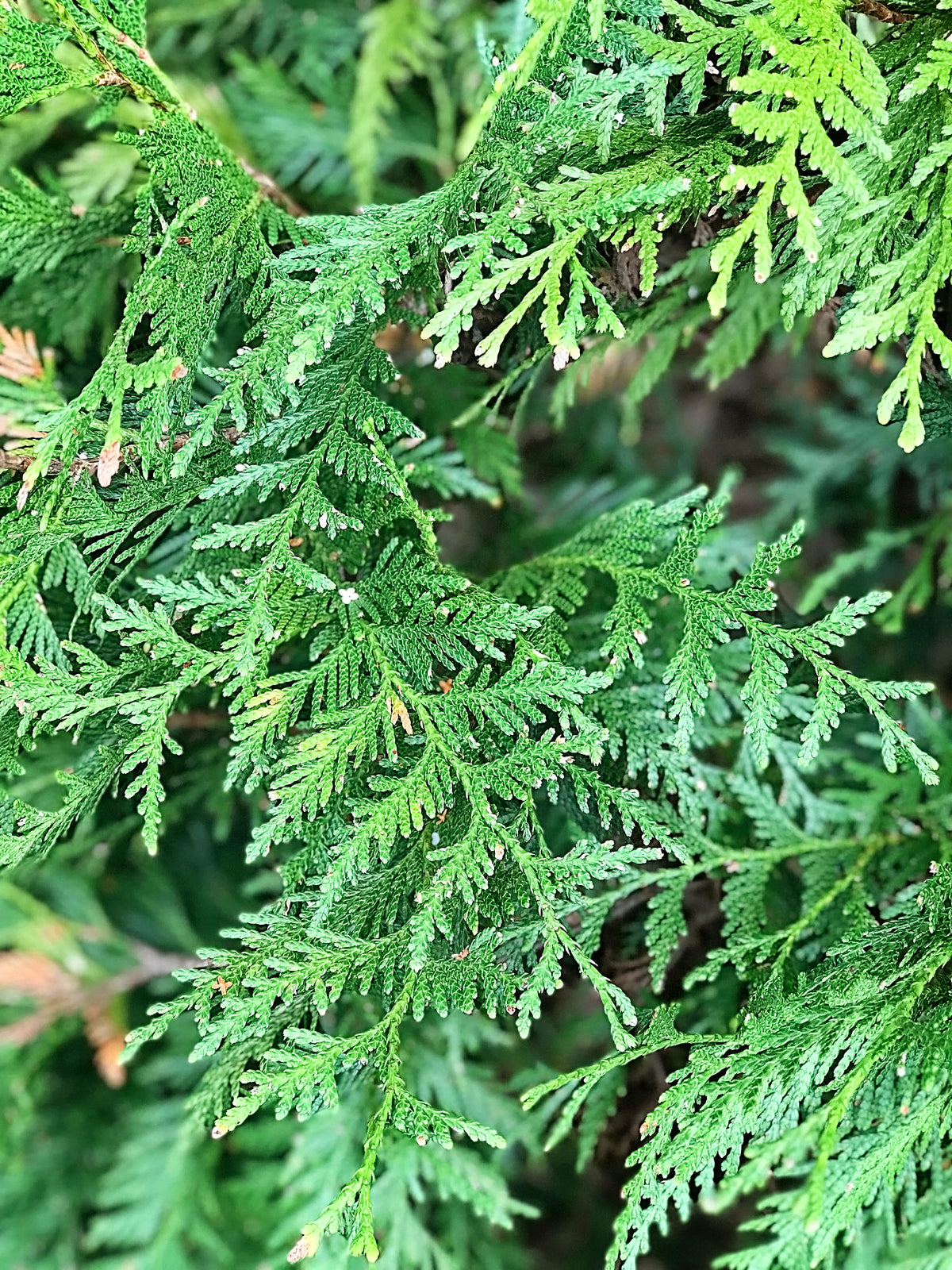 Evergreen Trees for Sale | Plant Me Green