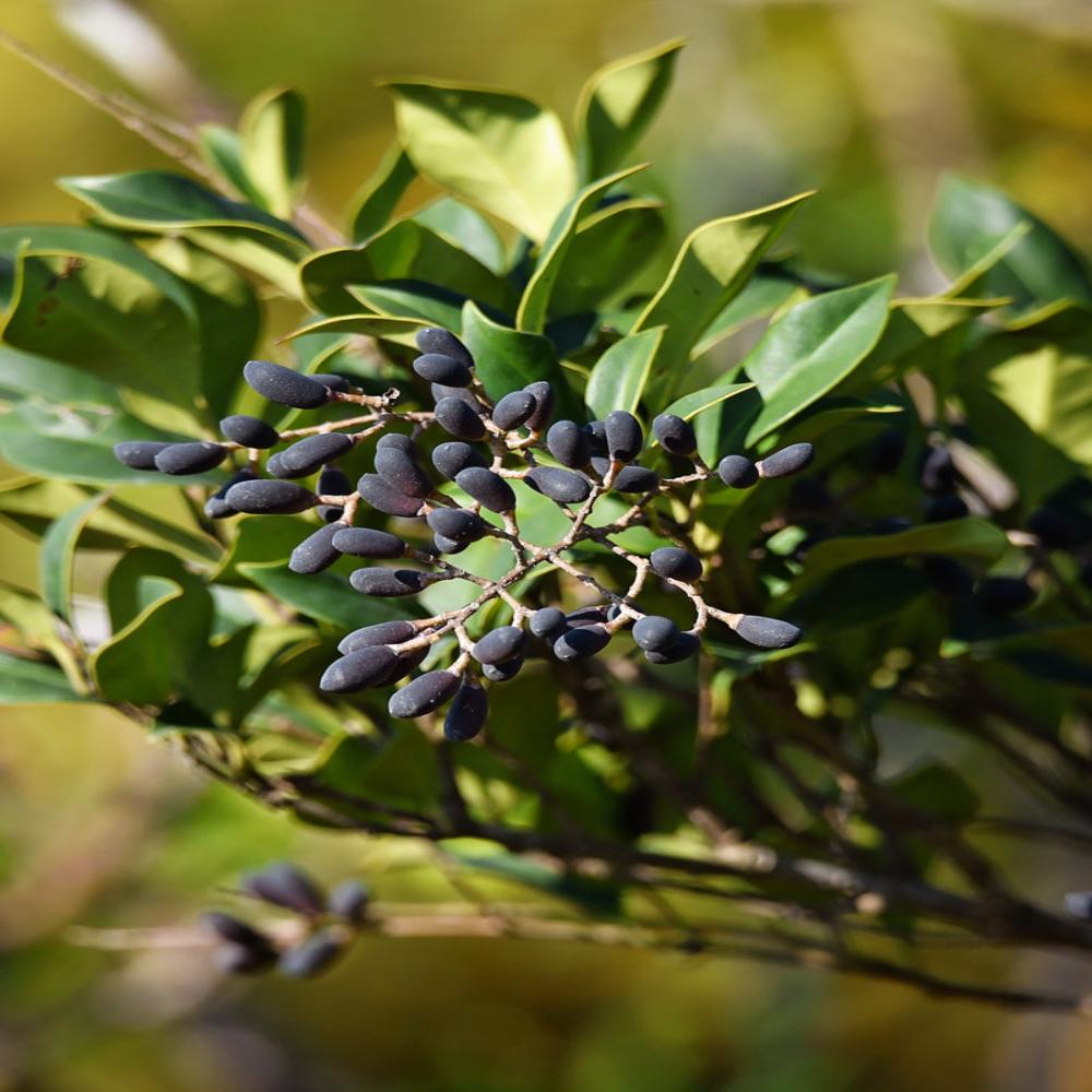 Ligustrum Waxleaf Plant Me Green