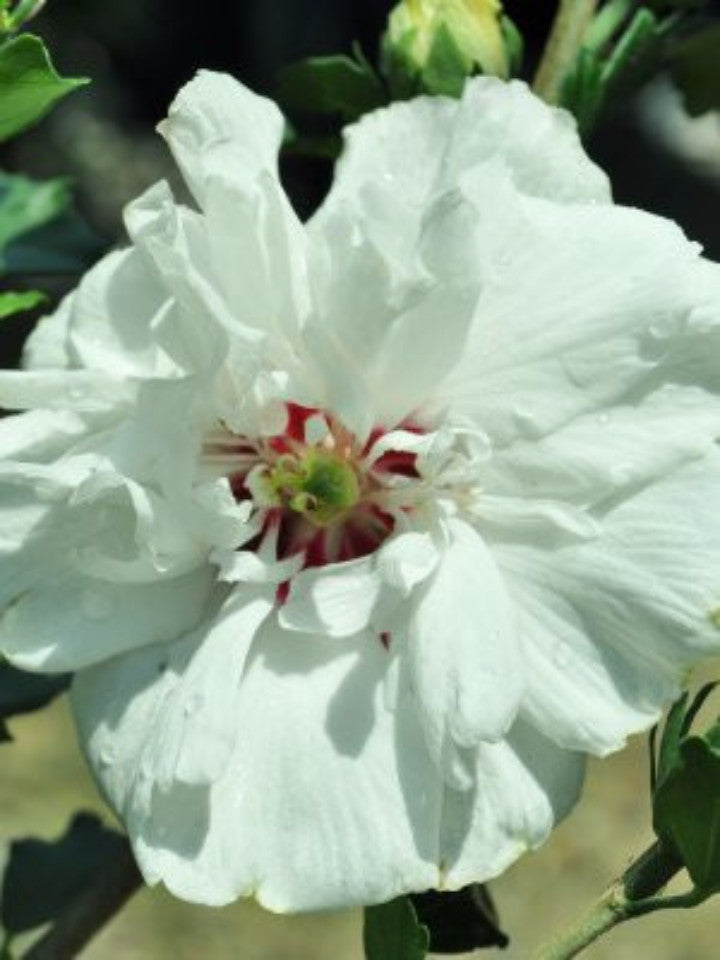 Althea Double White | Rose of Sharon | Plant Me Green