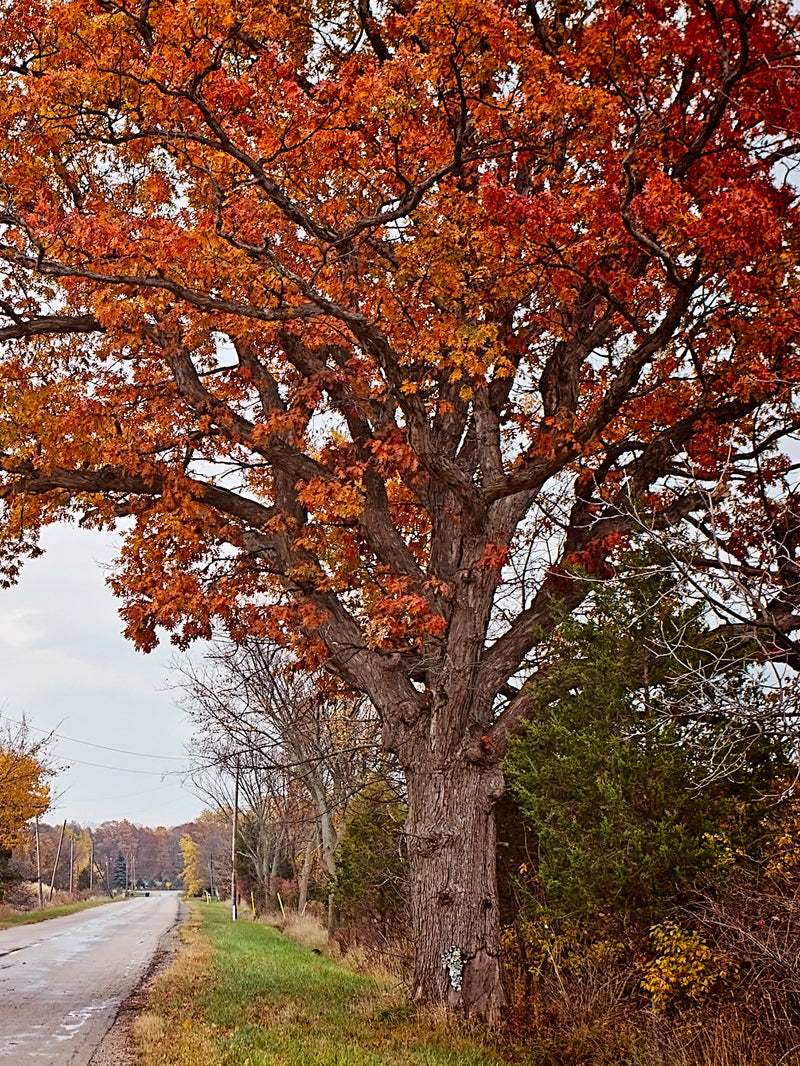 White Oak Tree Fall